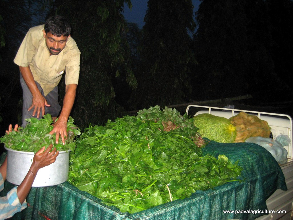 PADVAL AGRICULTURE AND FARM ENTERPRISES: Vegetable Farming